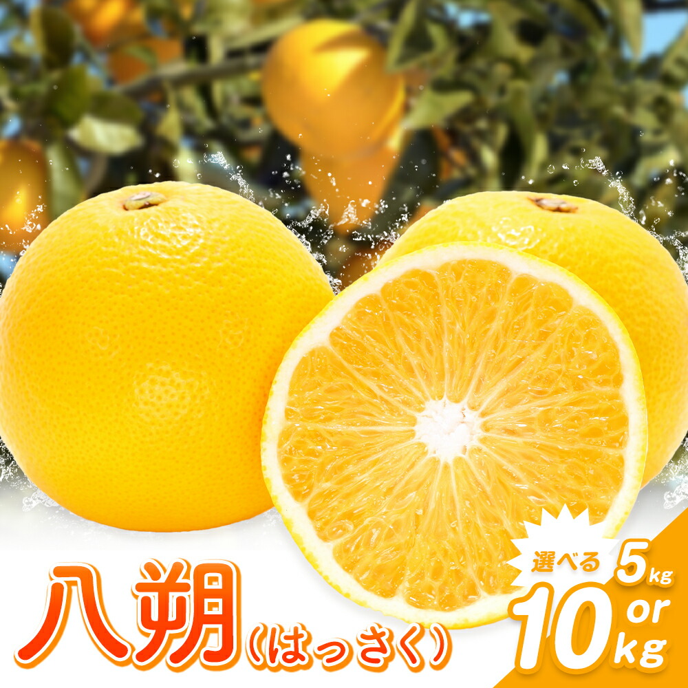 【楽天市場】【ふるさと納税】八朔 10kg（3L～L）or 5kg（3L～L）JAわかやま 紀の里地域本部《1月上旬-4月中旬頃に出荷予定(土日祝除く)》和歌山県 岩出市 産地直送 みかん ...