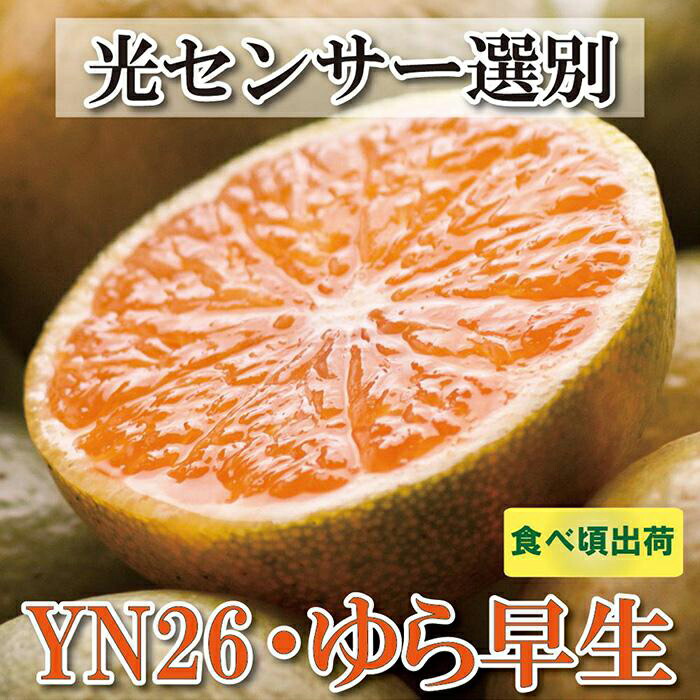 【楽天市場】【ふるさと納税】家庭用 極早生有田みかん4.5kg+135g（傷み補償分）YN26 ゆら早生 訳あり＜2024年9月より発送＞ | 和歌山 みかん ミカン 蜜柑 柑橘 柑橘類 ...