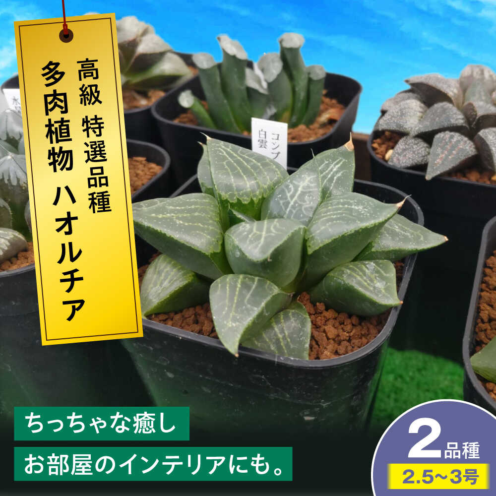 【楽天市場】【ふるさと納税】多肉植物 高級ハオルチア2品種2鉢セット 室内 植物 セット ハオルシア クリスタルプランツ 三次市/園芸王国 ...