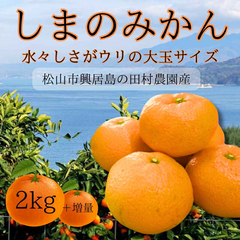 【楽天市場】【ふるさと納税】 しまのみかん 2kg 温州みかん Lサイズ 愛媛産 愛媛県産 国産 愛媛みかん 愛媛蜜柑 愛媛ミカン みかん ミカン mikan 蜜柑 柑橘 フルーツ 果物 ...