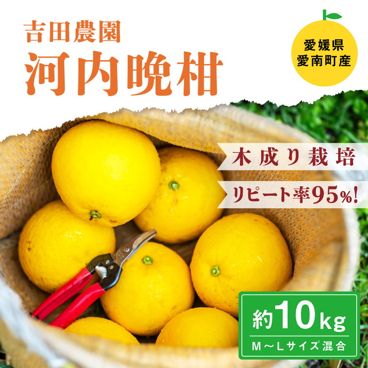 【楽天市場】【ふるさと納税】愛南産の河内晩柑10kg(約22～32個) ＜柑橘 希少 果物 国産 フルーツ みかん 蜜柑 和製 ...