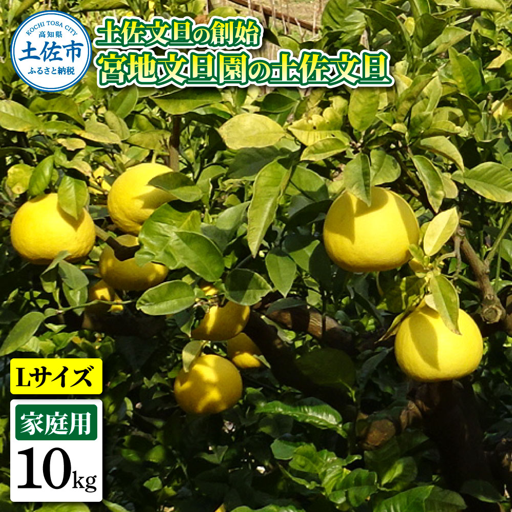 【楽天市場】【ふるさと納税】文旦 小玉(L) 約10キロ ぶんたん ブンタン 23~26個入 10kg フルーツ 柑橘 みかん 果物 くだもの ...
