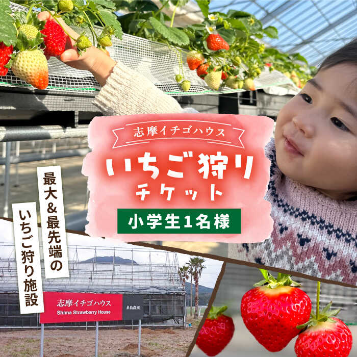 【楽天市場】【ふるさと納税】【志摩イチゴハウス】いちご狩り チケット （ 小学生 1名様 分 ） 糸島市 / 株式会社 糸島農園 [APM002] 9000円 9千円 イチゴ狩り 苺狩り：福岡県糸島市