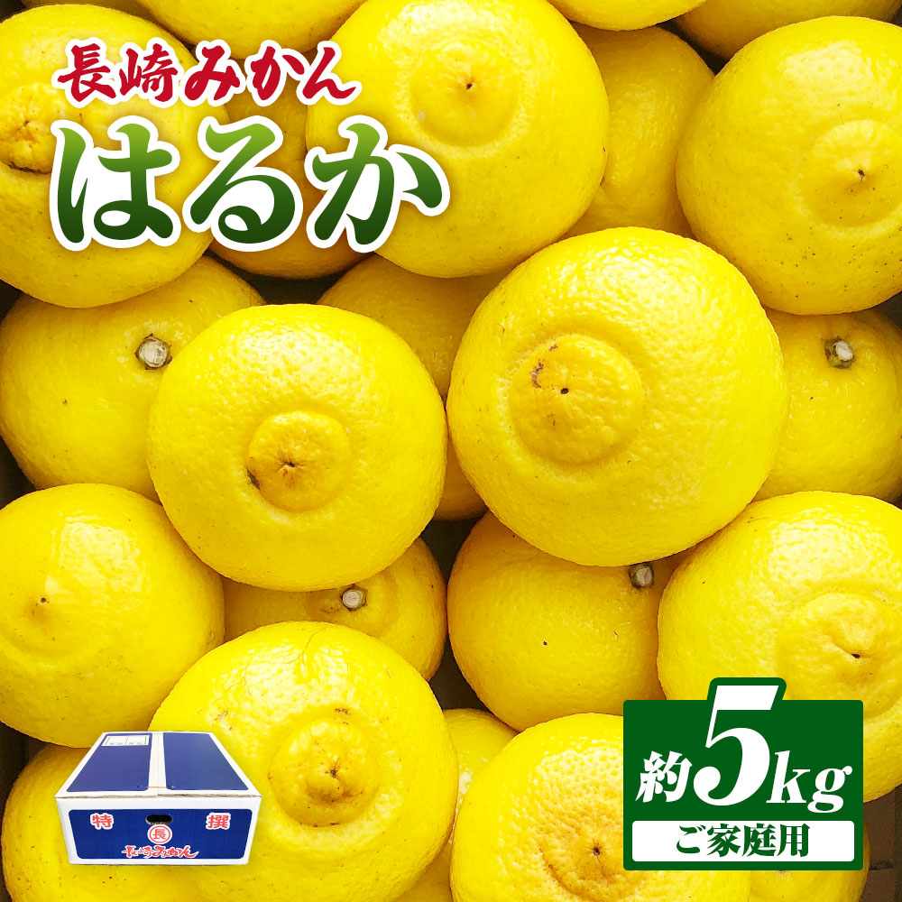 【楽天市場】【ふるさと納税】はるか 約5kg フルーツ 果物 くだもの みかん ミカン 蜜柑 ハルカ 柑橘 長崎市 【2025年2月上旬発送 ...