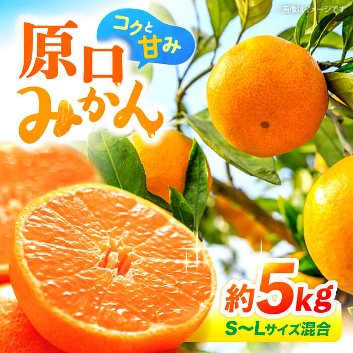 【楽天市場】【ふるさと納税】【12月より発送開始】 原口 みかん 約 5kg （S～Lサイズ混合）＜横坂農園＞[CFW001] 長崎 西海 みかん ミカン 蜜柑 柑橘 甘い 5kg：長崎県西海市