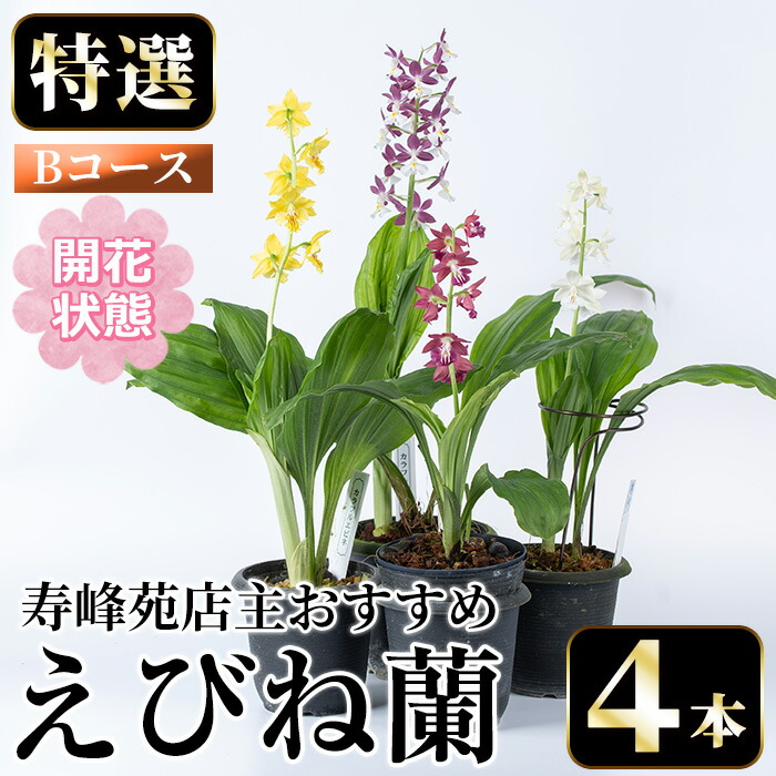 【楽天市場】【ふるさと納税】＜先行予約受付中！＞寿峰苑特選えびね蘭 店主おすすめBコース≪開花状態・4本≫ 花 お花 鉢花 生花 蘭 ラン ...