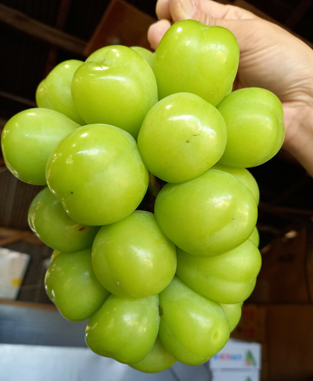 【楽天市場】10月分予約 岡山産 シャインマスカット 1房 特秀 贈答用 ぶどう ブドウ 葡萄 ※ ふるさと納税 ではありません：はちまるはち ...