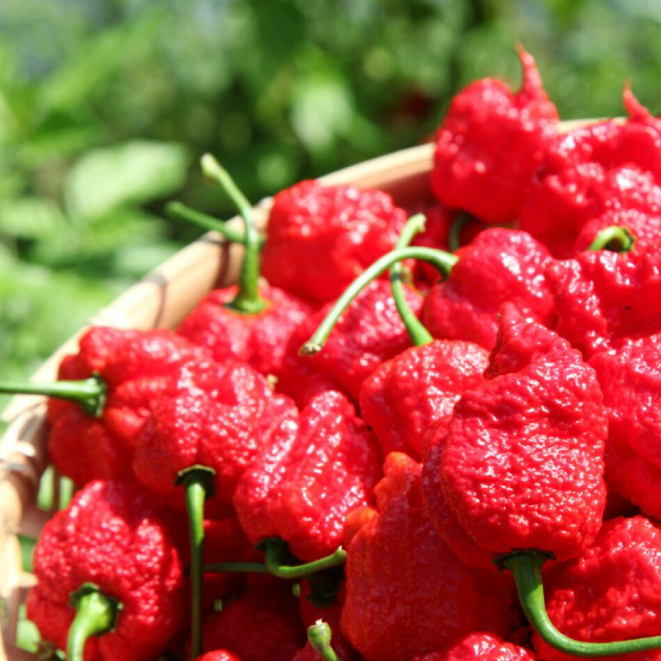 【楽天市場】【国産】キャロライナリーパー 超激辛一味唐辛子12g ギネス認定世界一辛い唐辛子：ORGANIC FARM HARA 楽天市場店