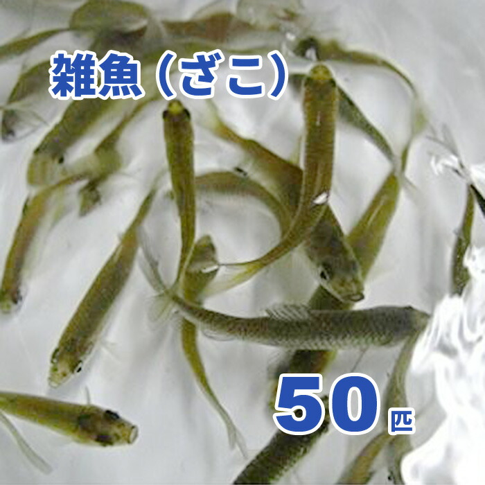 【楽天市場】雑魚（ざこ） 50匹セット（エサ用川魚）【生き餌】※死着補償有り（地域限定）釣り餌、カワセミ撮影にも【クール便】【活きエサ、冷凍 ...