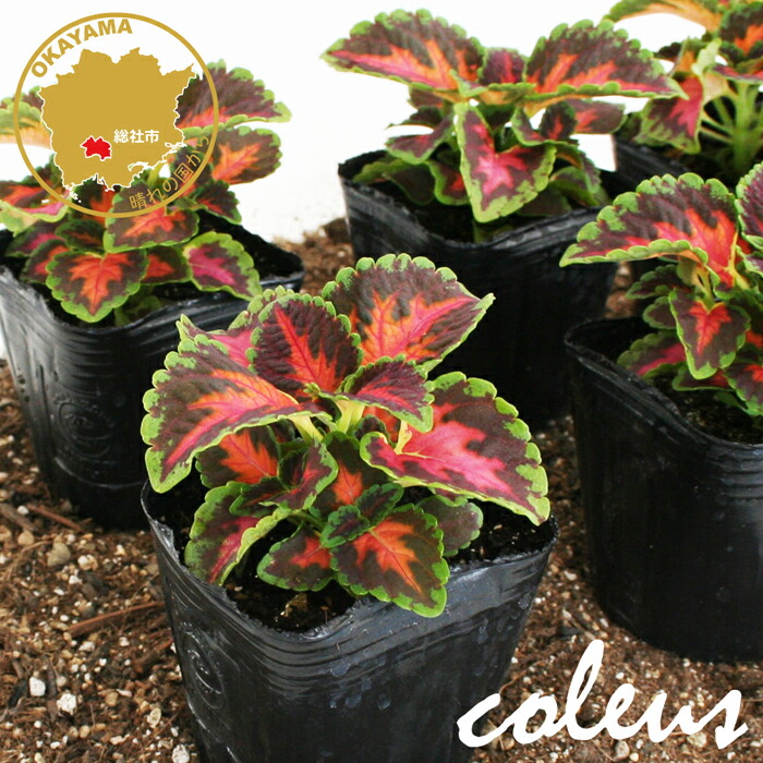 【楽天市場】コリウス ウィザード コーラルサンライズ 花苗 12ポットセット 3号ポット フラワーブルームの苗 【苗 花苗 コリウス コリウス ...