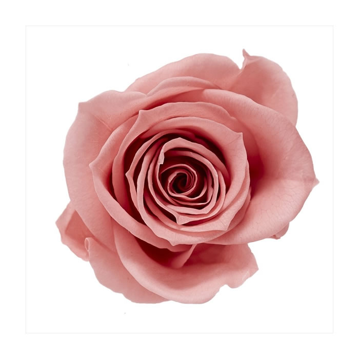 【楽天市場】【プリザーブドフラワー】大地農園/ローズ・いずみ/9輪/ボンボンピンク/03480-171：Flower shop Trancess