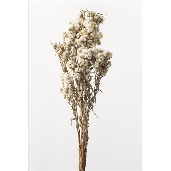 【楽天市場】【ドライ】大地農園/アナハリス/1束/約20g/N/10372-000：Flower shop Trancess