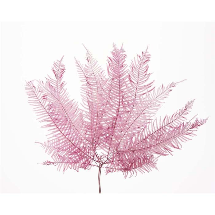 【楽天市場】【アフターセール開催中】【プリザ】大地農園/山シダ/グレープ/1束/50296-281：Flower shop Trancess