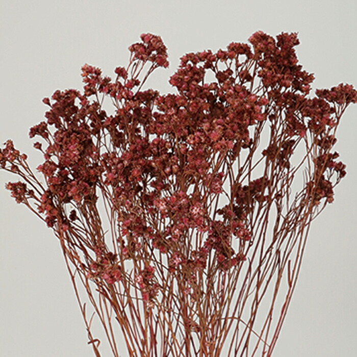 【楽天市場】【アフターセール開催中】【ドライ】東北花材/ソフトモリソニア/1束/約20g/クランベリー/75723：Flower shop ...