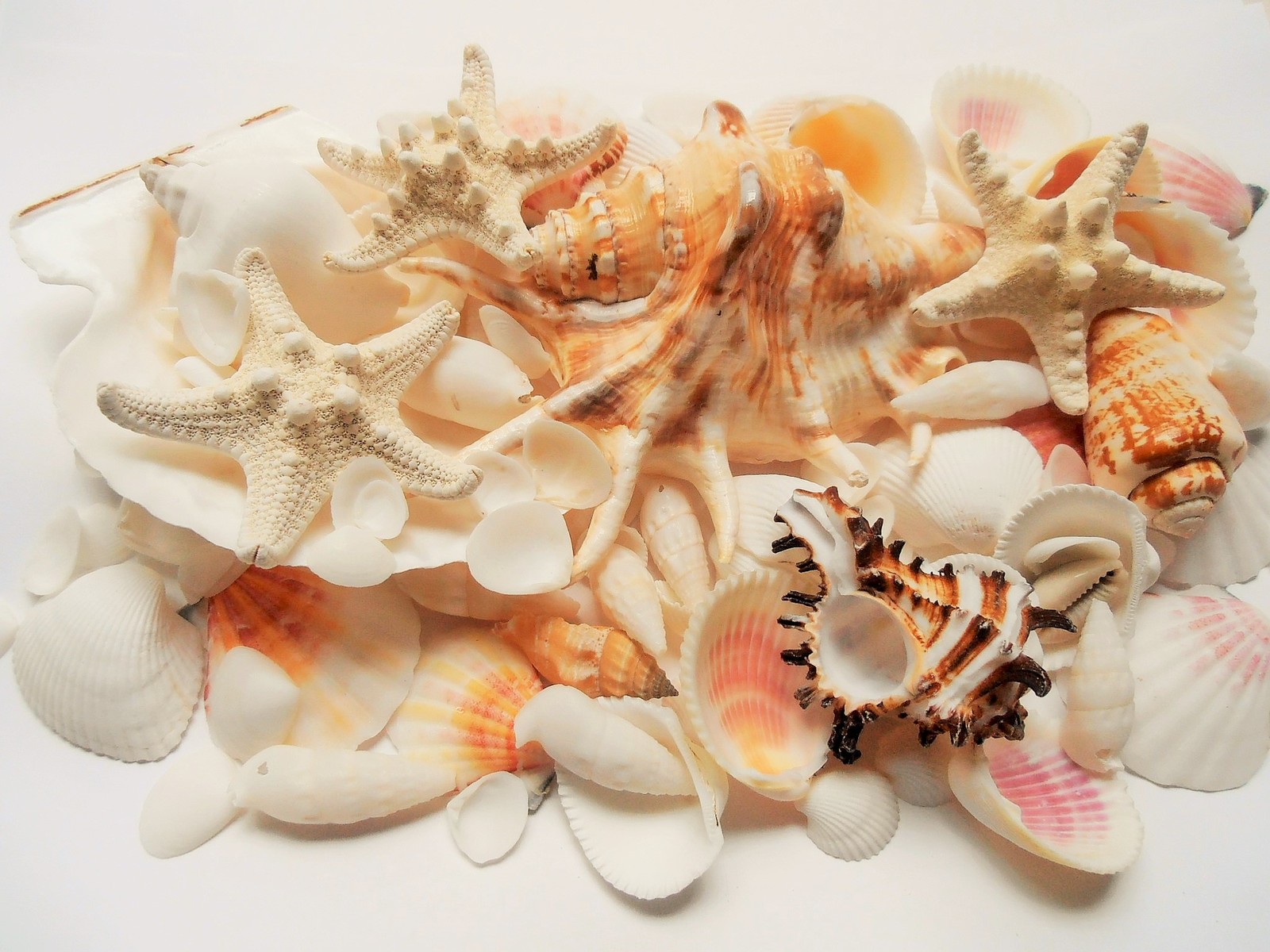 【楽天市場】天然素材 コブヒトデ 巻貝 ホタテ 色々な 貝殻セット 500g Seashells ハワイアンインテリア ブライダル ...