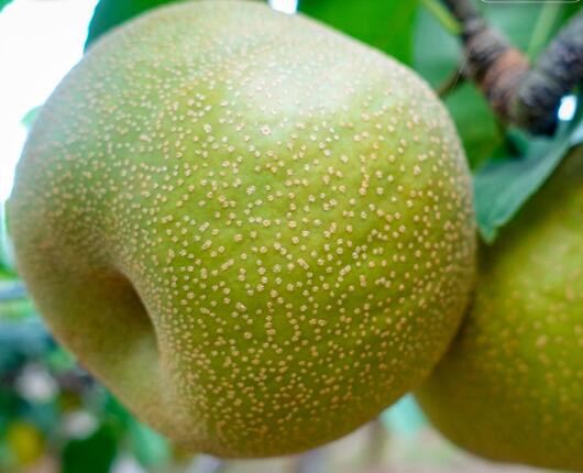 【楽天市場】埼玉県 ハウス栽培のブランド梨 常光のなし 温室幸水梨 秀品 2L～3Lサイズ 5～7玉 （約1.8kg）温室幸水/な/ナシ/幸水梨/お中元/贈答用/フルーツ北海道・離島・九州地区 ...