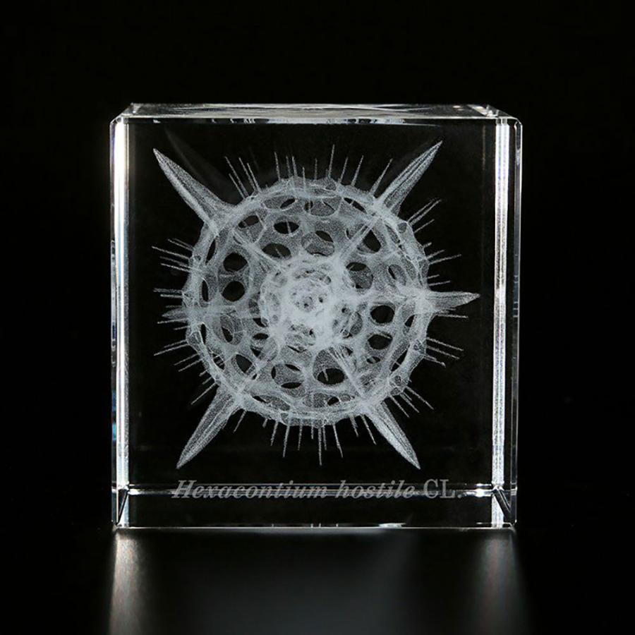 【楽天市場】Sola cube Micro 放散虫の一種 蔦屋書店：蔦屋書店