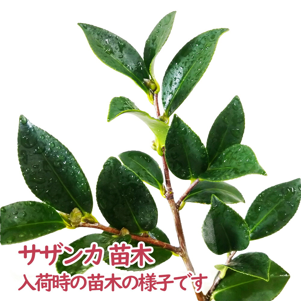 【楽天市場】選べる 「 サザンカ ( 山茶花 ) 」【1株】 苗 苗木 12cmポット 樹高約30cm 山ツバキ 小ツバキ 油茶 カタシ 山茶 ...