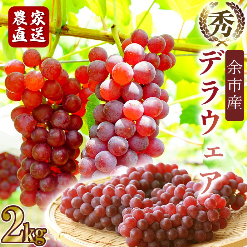 【楽天市場】【2024年度先行予約受付中】 デラウェア ぶどう 種なし 秀品 2kg 北海道 余市産 野崎農園 ギフト 贈り物 プレゼント ...