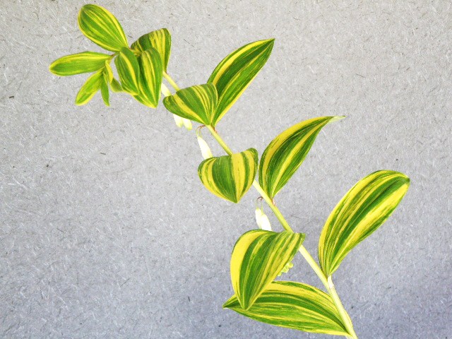 【楽天市場】斑入オオアマドコロ[紬(ツムギ)錦] 極黄.紺縞 休眠. 小上苗 珍品・花木・山野草：ガーデン・チコリ 彩乃里