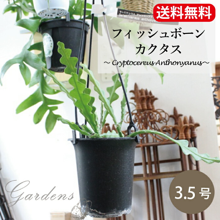 【楽天市場】フィッシュボーンカクタス ハンギング ジグザグカクタス Cryptocereus anthonyanus サボテン 観葉植物 ...