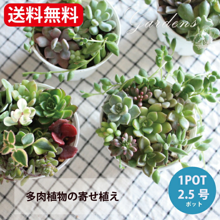楽天市場】多肉植物 寄せ植え 『 ブリキ カラー カップの寄せ 楽天市場】多肉植物 寄せ植え 『 ブリキ カラー カップの寄せ