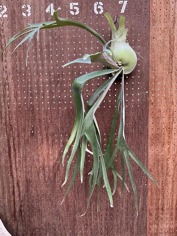 【楽天市場】ビカクシダ P.'Rydeen'6 現品販売 産地直送 groote plantage：ゲキハナ 感激安心のお花屋さん