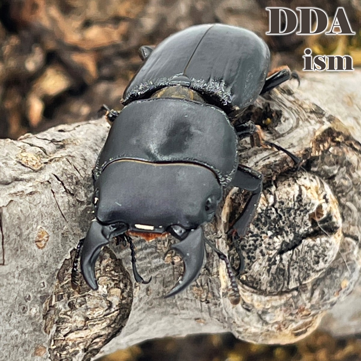 【楽天市場】【DDA】ミークヒラタ アルファック産 成虫 WD♂MLサイズ ペア プレゼント付き dda クワガタ 生体：DDA ism 楽天市場店