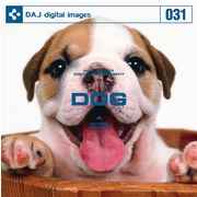 【楽天市場】【クーポン有】DAJ 031 DOG メール便可 CD-ROM素材集 ロイヤリティ フリー cd-rom画像 cd-rom写真 ...