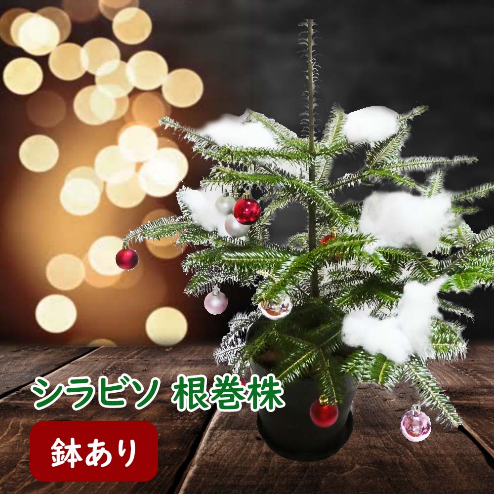 楽天市場】【 鉢あり 】ウラジロモミ 植え込み株 クリスマス 楽天市場】【 鉢あり 】ウラジロモミ 植え込み株 クリスマス