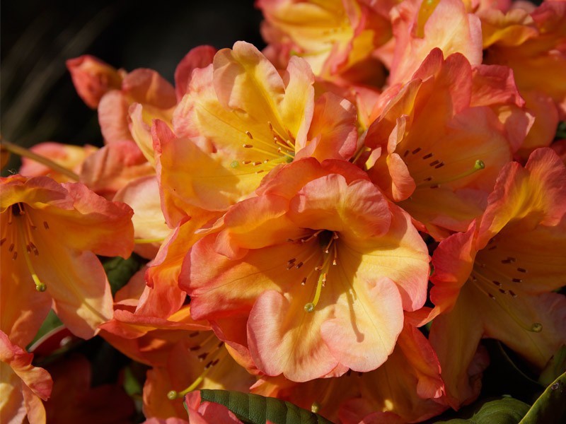 【楽天市場】s142 シャクナゲ オレンジ系 大輪種 『マカレナ macarena』 接木1年目 4-11 商品画像はイメージです 石楠花 苗 ...