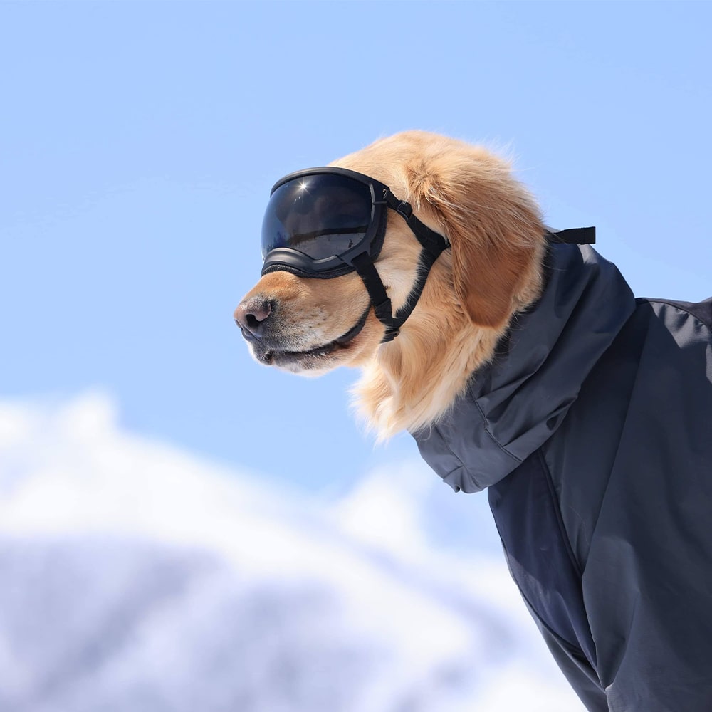 【楽天市場】REXSPECS V2 ドッグゴーグル XSサイズ：アイコンズ スーパーストア