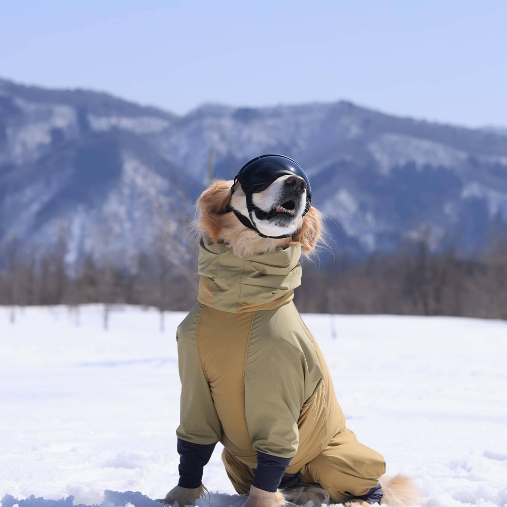 【楽天市場】REXSPECS V2 ドッグゴーグル XSサイズ：アイコンズ スーパーストア