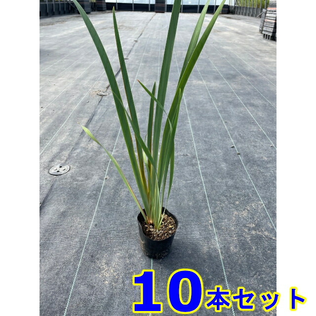 【楽天市場】アヤメ (山野草) 10.5p 10本 10.5p 山野草：猪之助商店