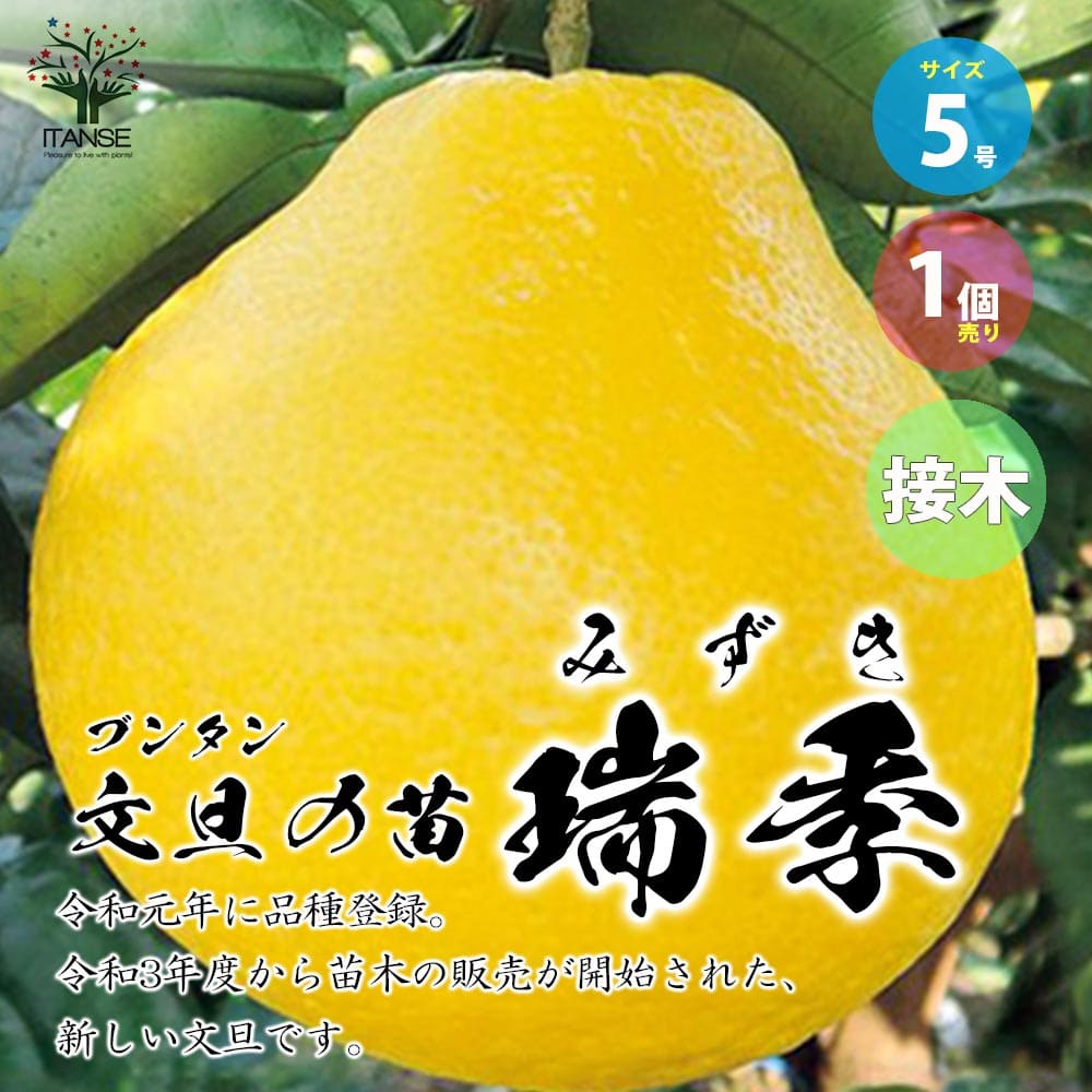 【楽天市場】ITANSE 文旦 ( ブンタン ) の苗 瑞季 ( ミズキ ) 果樹の苗木 接木苗5号ポット 1個売り 文旦 ブンタン 果樹 果樹の苗 柑橘 みかん ミカン PVP 送料無料 ...