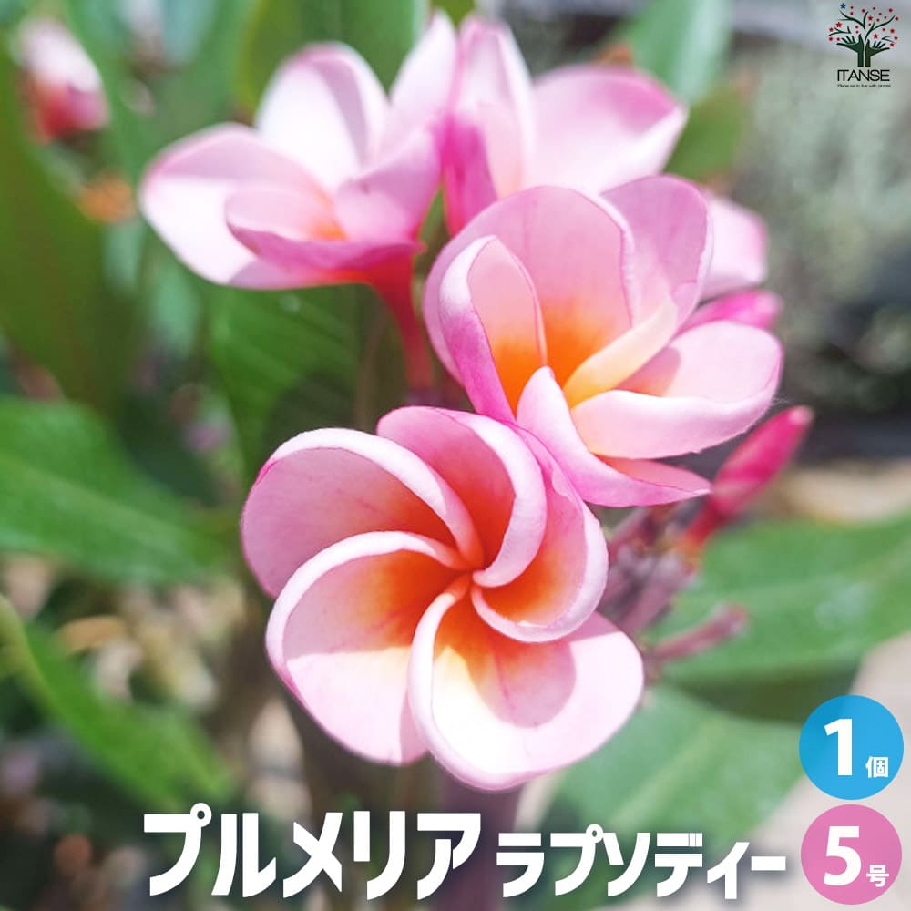 【楽天市場】ITANSE プルメリア苗木 品種：ラプソディー 花苗 5号鉢 1個売り 花木 花木の苗 花の苗 インディアン ジャスミン ハイワイアンレイフラワー 送料無料 即納：植物販売の ...