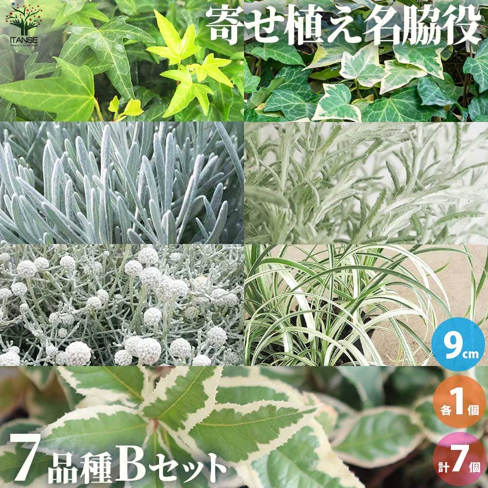 【楽天市場】ITANSE 寄せ植えに欠かせない名脇役！リーフBセット 7品種各1個 花苗 9cmポット お買い得7個セット 花の苗 カラーリーフ グランドカバー ハンギング 送料無料 即納 ...