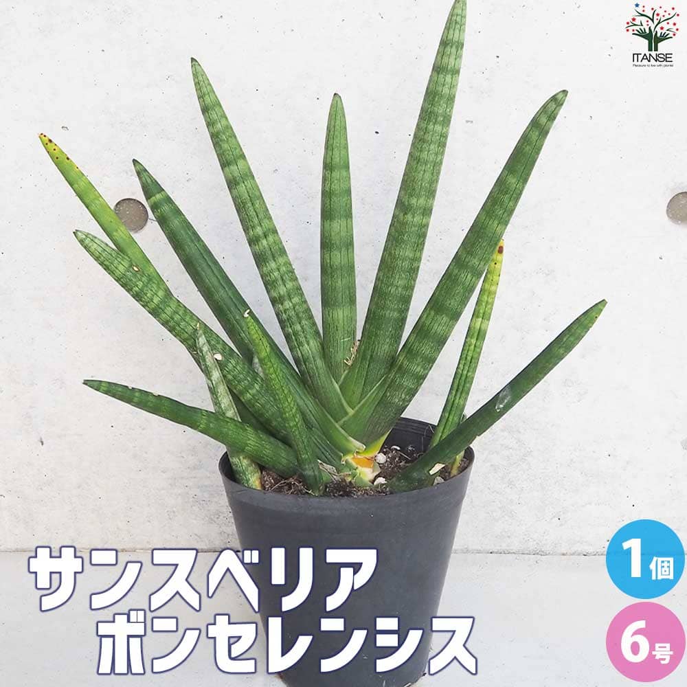 【楽天市場】ITANSE サンスベリア ボンセレンシス 観葉植物 6号鉢 1個売り リビング オフィス 事務所 インテリア お祝い 新築祝い 引越し祝い 結婚祝い 新生活 送料無料 即納：植物 ...