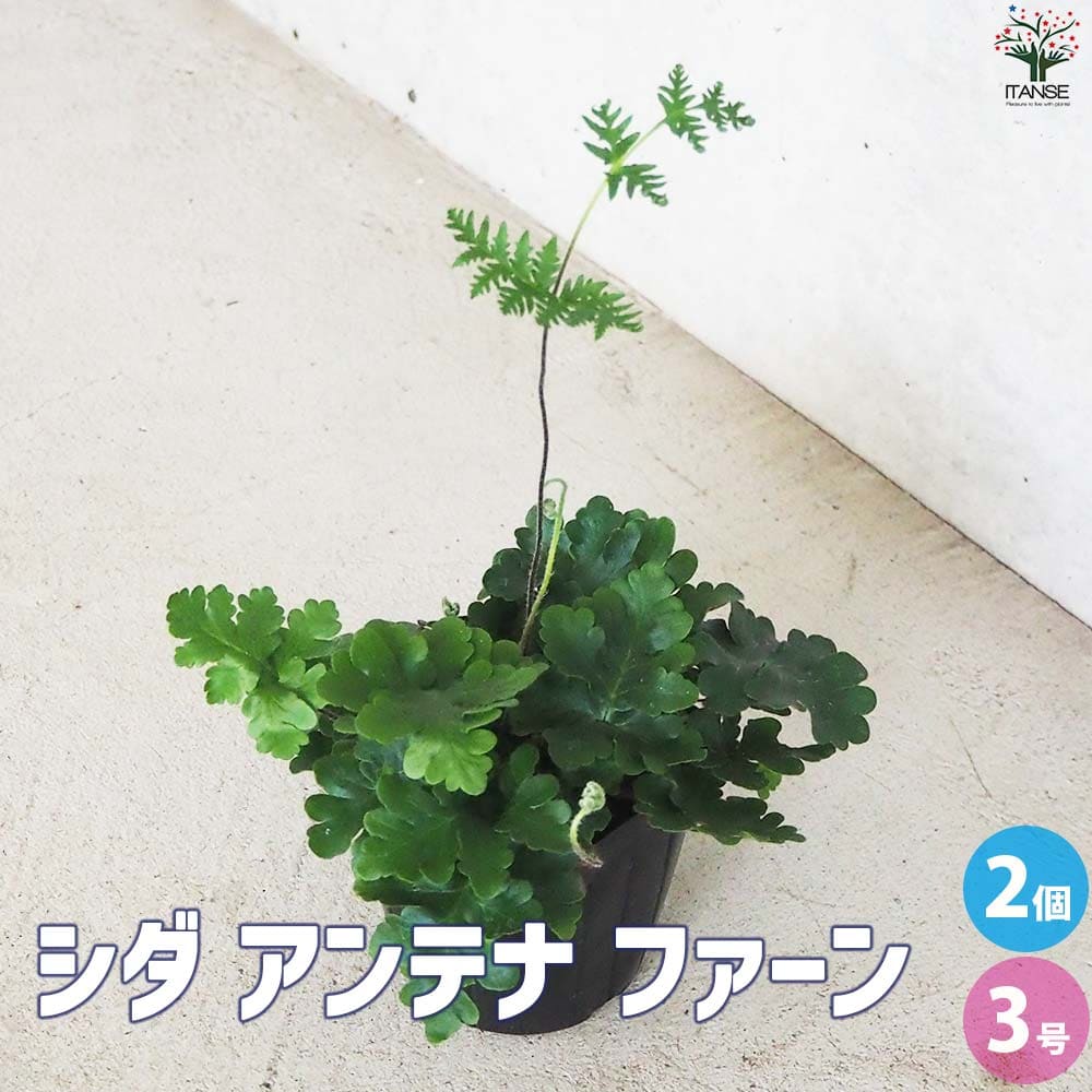 【楽天市場】ITANSE シダ アンテナファーン 観葉植物 3号ポット お買い得2個セット シダ トキワシノブ 常磐忍 苔玉 盆栽 ミニ盆栽 ミニ観葉 縁起物 インテリア 送料無料 即納：植物 ...