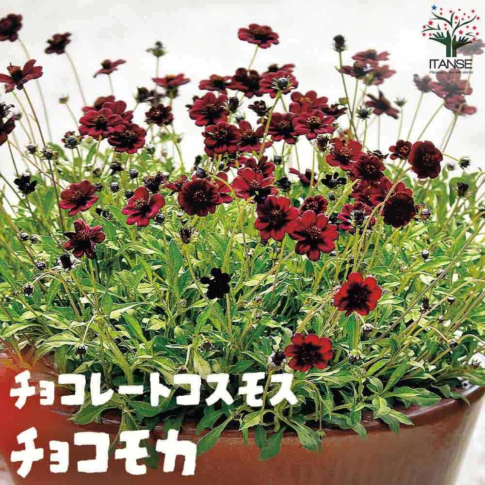 【楽天市場】【送料無料】チョコレートコスモス チョカモカ ( チョコモカ ) 花苗 3～3.5号ポット チョコモカ チョカモカ コスモス 寄植え PVP 送料無料 即納：植物販売のITANSE ...