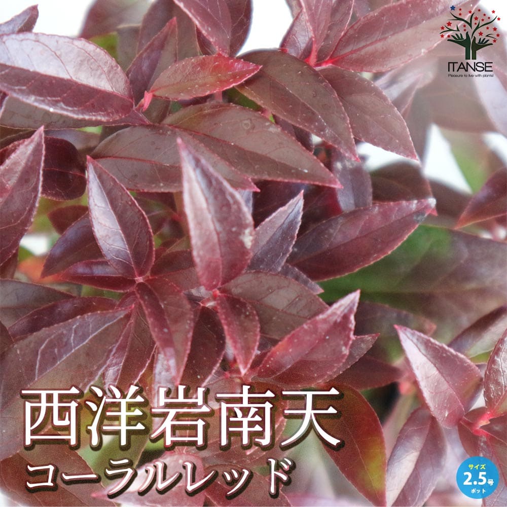 【楽天市場】ITANSE 西洋岩南天 ( ルコテー ) アキシラリス コーラルレッド 庭木 2.5号ロングポット アキシラリス コーラルレッド Leucothoe axillaris セイヨウ ...