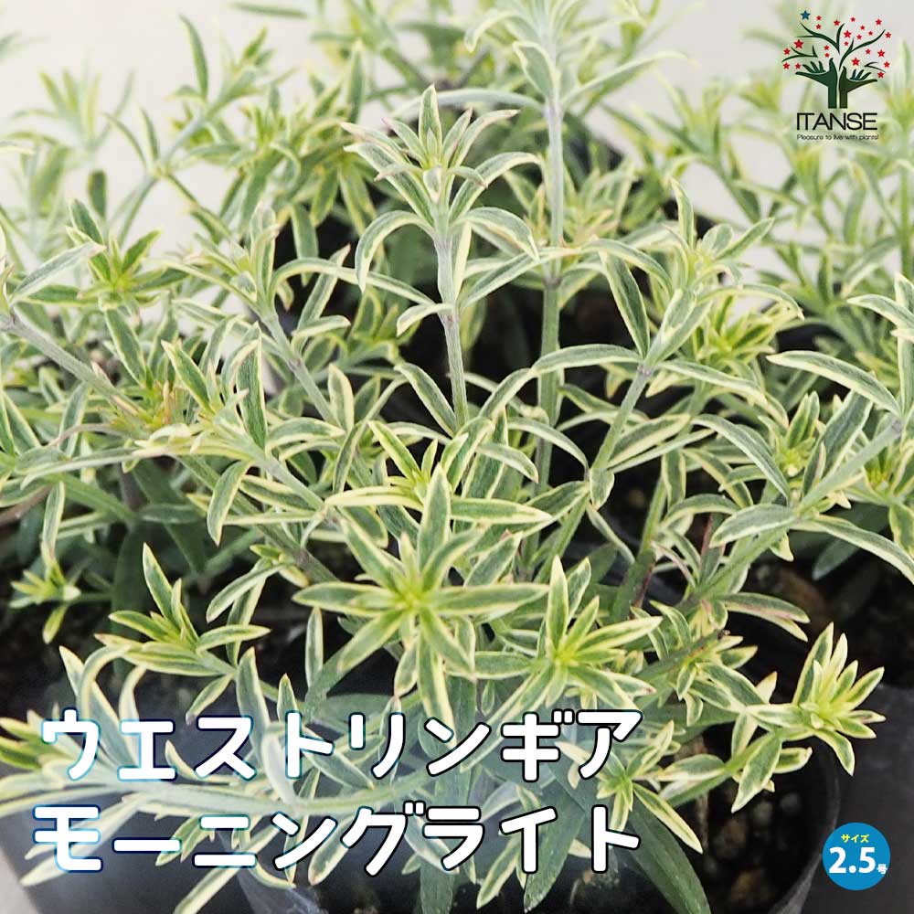 【楽天市場】ITANSE ウエストリンギア モーニングライト 花苗 2.5号ポット ウエストリンギア オーストラリアンローズマリー ミントブッシュ 灌木 かんぼく 丈夫 低木 常緑低木 送料 ...