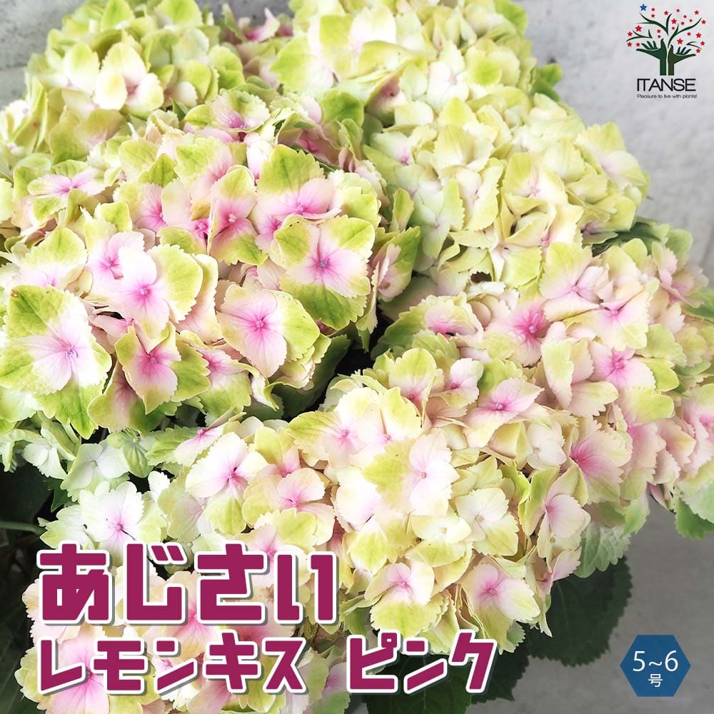 【楽天市場】ITANSE アジサイ レモンキス ピンク 花苗 5～6号鉢 あじさい苗 あじさいの苗 アジサイ苗 アジサイの苗 紫陽花苗 紫陽花の苗 ガーデニング PVP 送料無料 即納：植物 ...