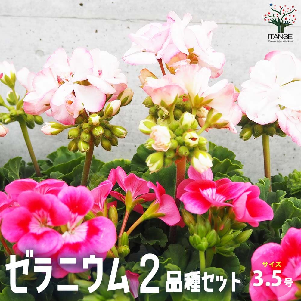 【楽天市場】ITANSE ゼラニウム 2品種セット 花苗 3.5号 花苗 花の苗 ゼラニウム ゼラニウム苗 ゼラニウムの苗 花苗 ゼラニウム 花の苗 花 ぜらにうむ PVP 送料無料 即納 ...