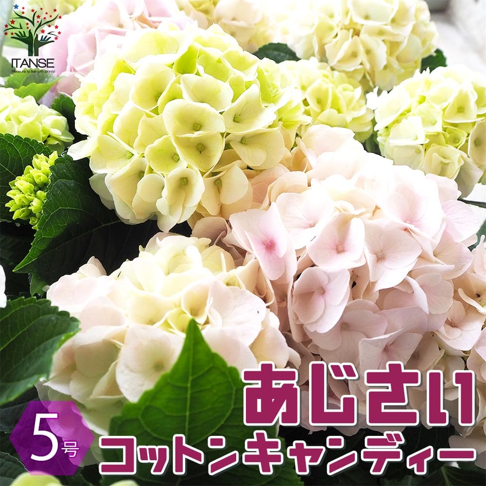【楽天市場】【送料無料】アジサイ コットンキャンディ【花苗 5号鉢】あじさい苗 あじさいの苗 アジサイ苗 アジサイの苗 紫陽花苗 紫陽花の苗 ガーデニング PVP：植物販売のITANSE楽天市場店