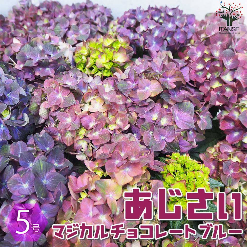 【楽天市場】【ポイント2倍★マラソン期間】アジサイ マジカルチョコレート・ブルー【花苗 5号鉢】あじさい苗 あじさいの苗 アジサイ苗 アジサイの苗 紫陽花苗 紫陽花の苗 ガーデニング PVP ...