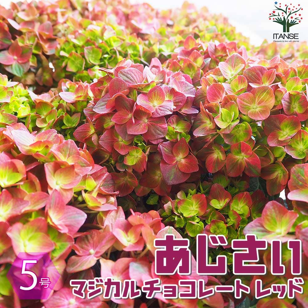 【楽天市場】ITANSE アジサイ マジカルチョコレート レッド 花苗 5号鉢 あじさい苗 あじさいの苗 アジサイ苗 アジサイの苗 紫陽花苗 紫陽花の苗 ガーデニング PVP 送料無料 即納 ...