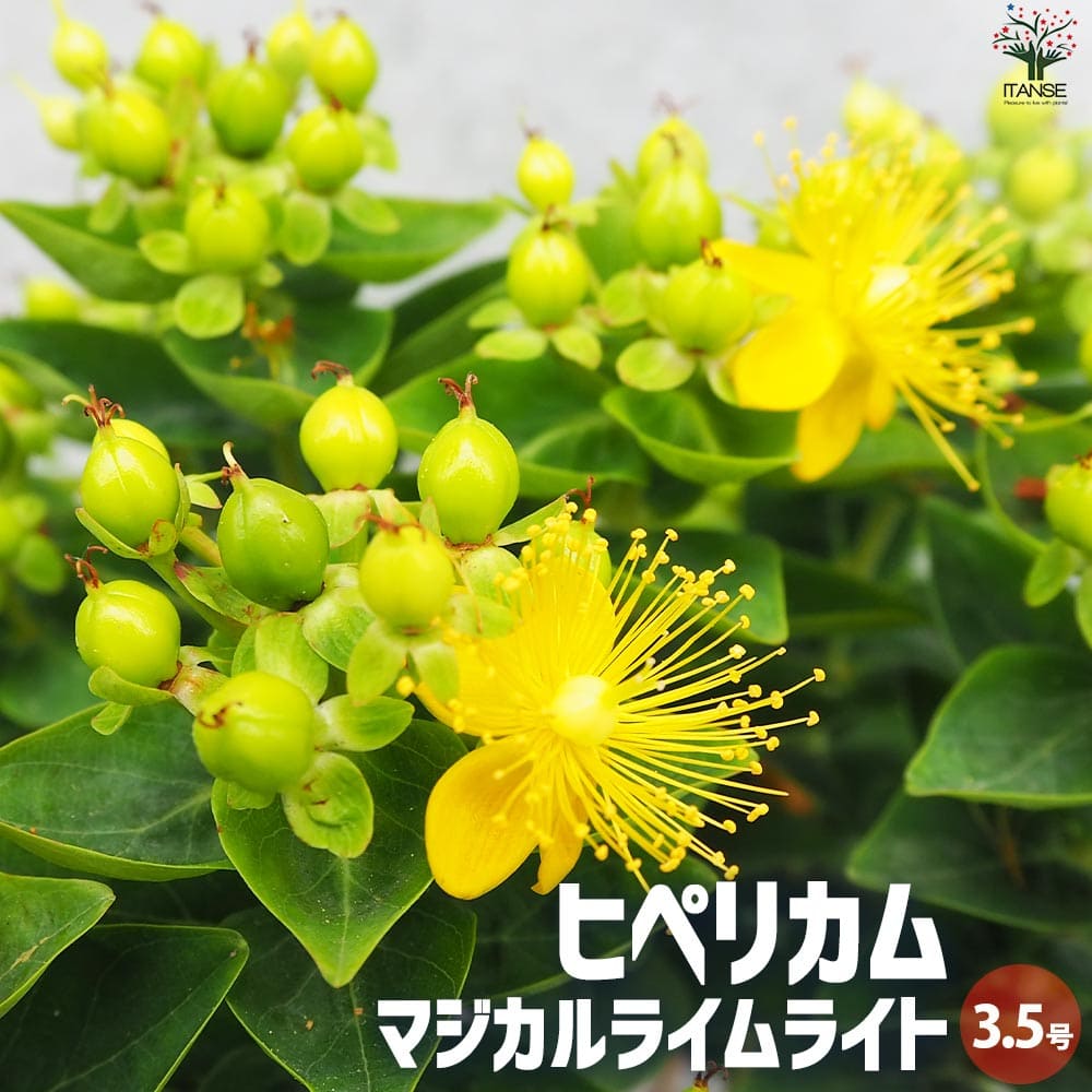 【楽天市場】【送料無料】ヒペリカム マジカルライムライト 花苗 3.5号ポット オトギリソウ Hypericum Miracle night トリカラー 黄金葉 PVP 送料無料 即納：植物 ...