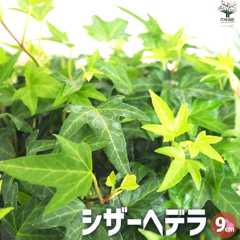 【楽天市場】ITANSE シザーヘデラ 花苗 9cmポット 観葉 カラーリーフ グランドカバー ハンギング 送料無料 即納：植物販売のITANSE楽天市場店