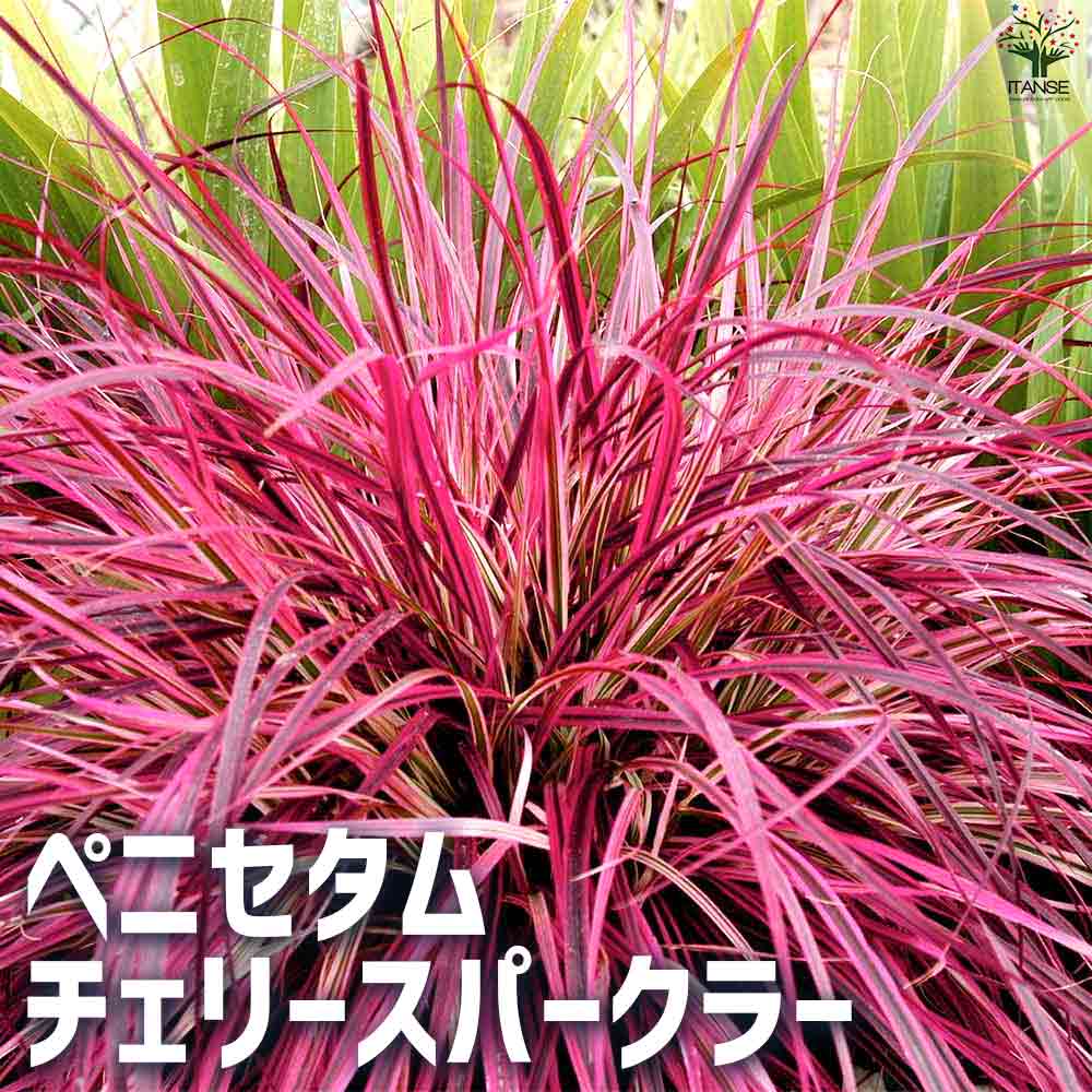 【楽天市場】ITANSE ペニセタム チェリースパークラー 花苗 3.5cmポット 花苗 花の苗 カラーリーフ 宿根草 ガーデニング 送料無料 即納：植物販売のITANSE楽天市場店